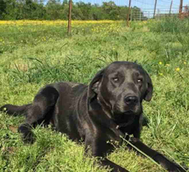 Breeds - First Light Farms