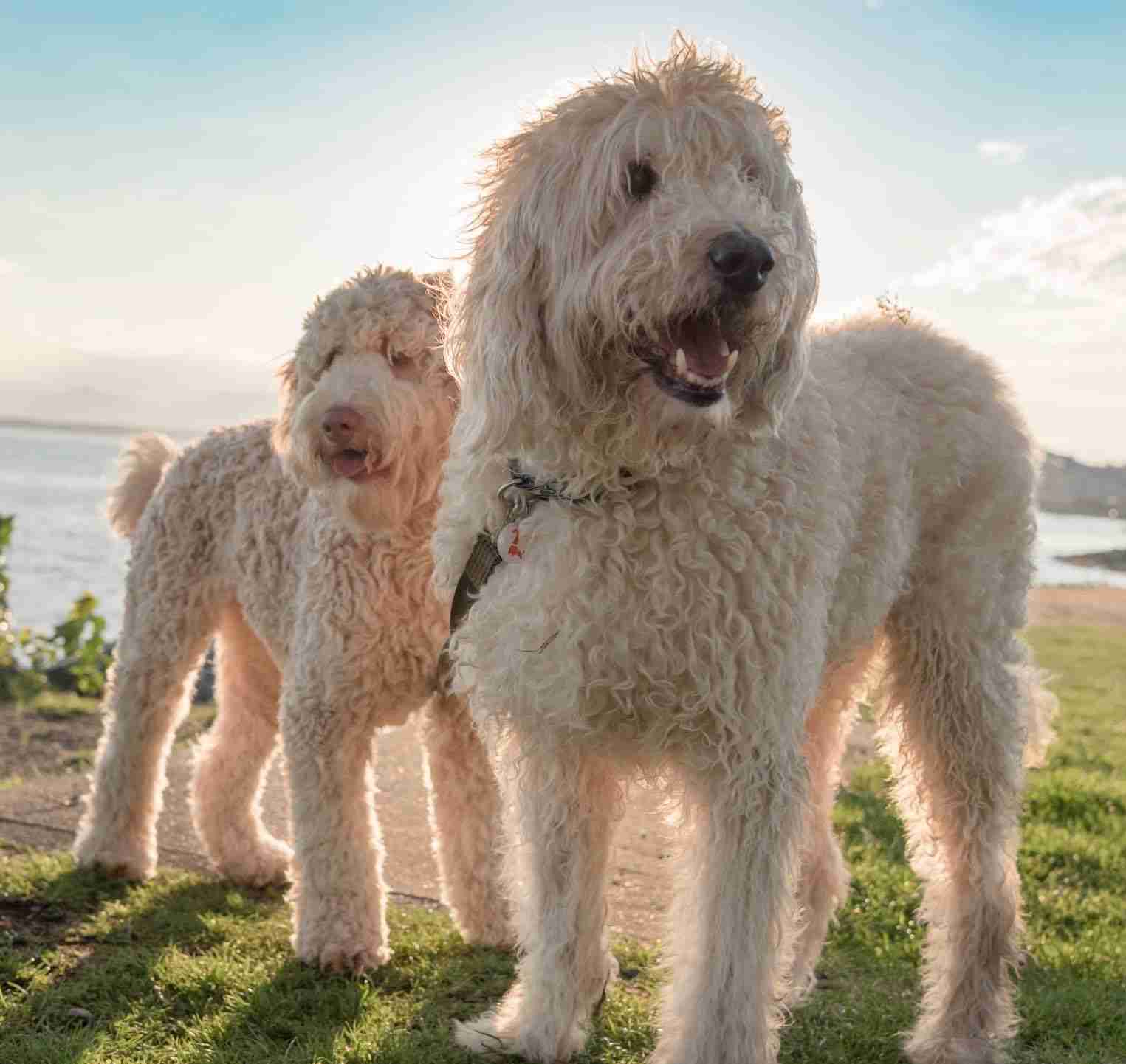 Labradoodle - First Light Farms